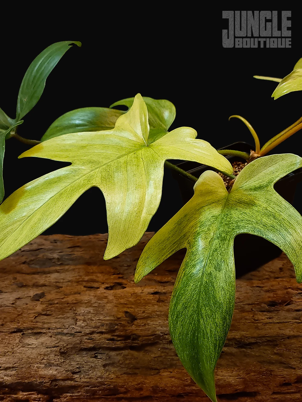 Philodendron Florida "Ghost" - Jungle Boutique
