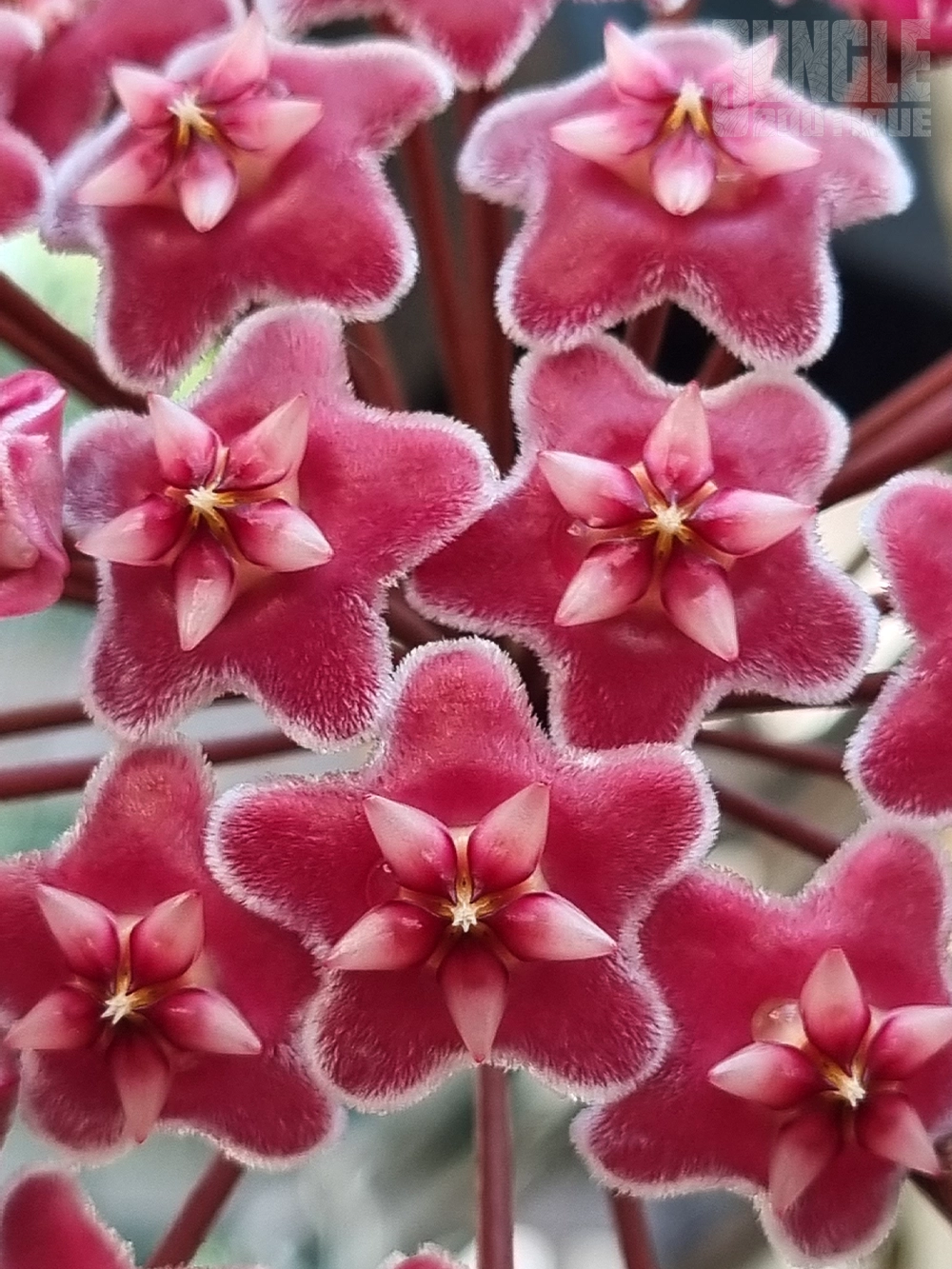 Hoya Pubicalyx 'Silver/Pink Splash' - Jungle Boutique