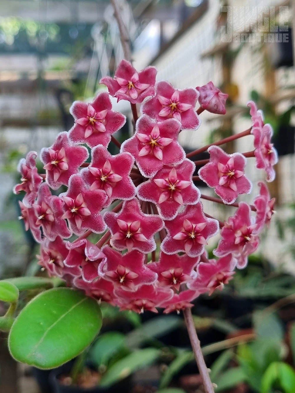 Hoya Pubicalyx 'Silver/Pink Splash' - Jungle Boutique