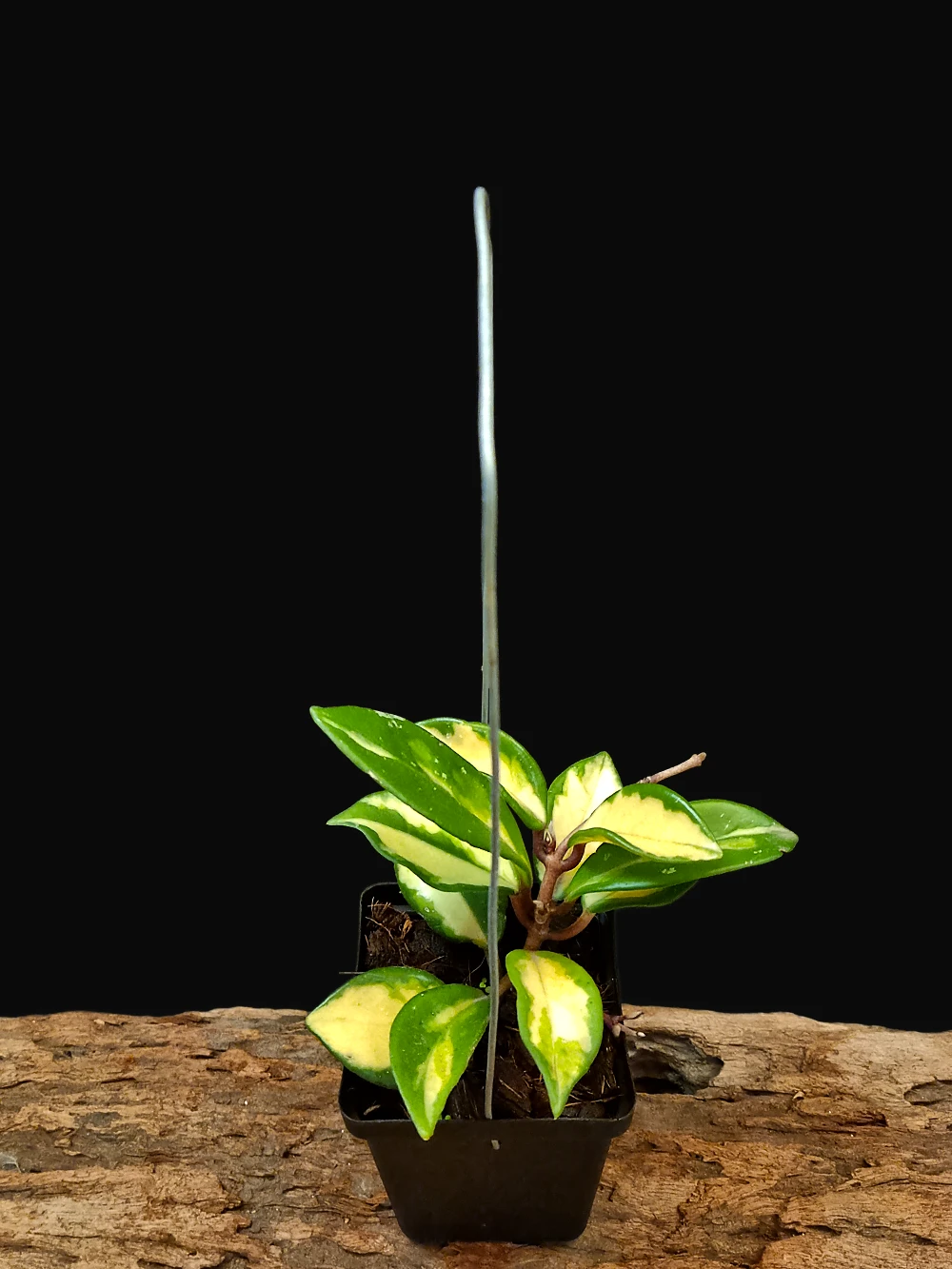 Hoya Carnosa "Krimson Princess" - Jungle Boutique