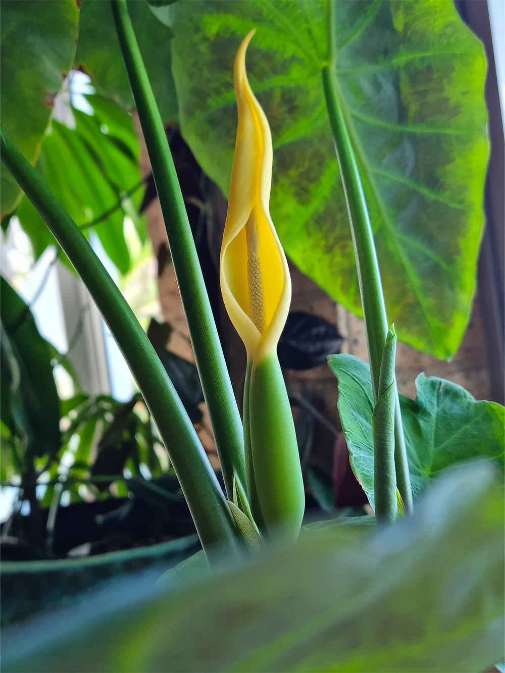 Colocasia Esculenta "Illustris" - Jungle Boutique