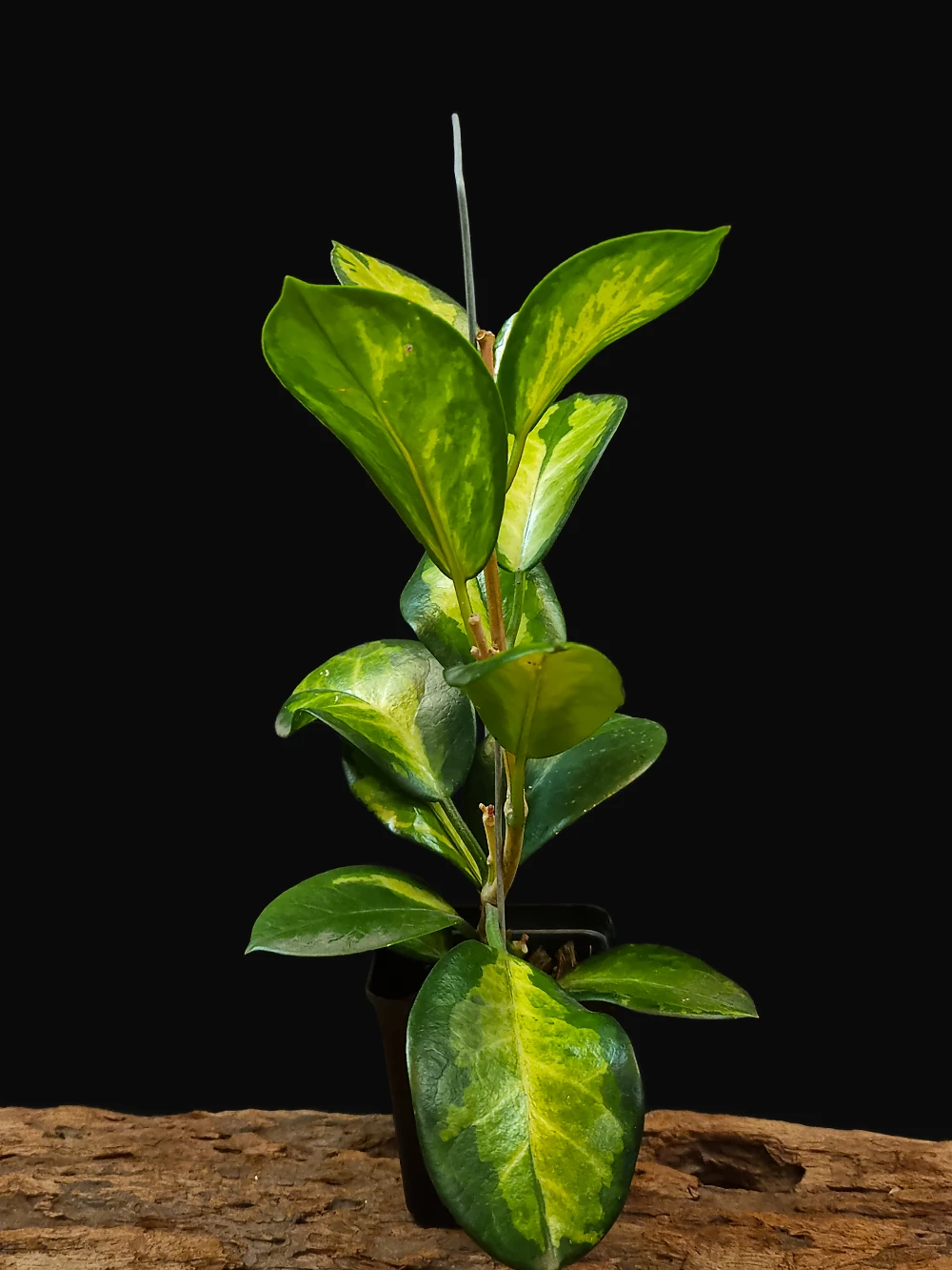 Hoya Australis Lisa - Jungle Boutique