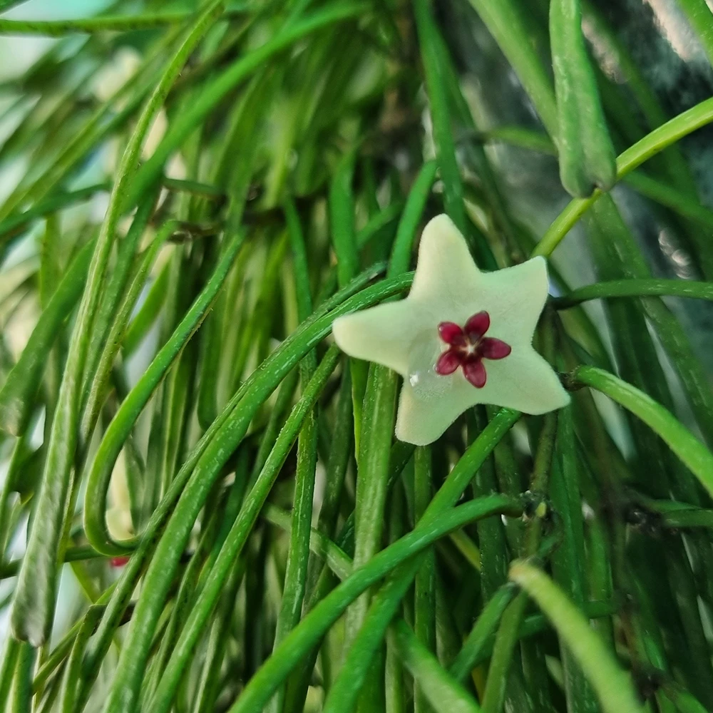 Retusa - Jungle Boutique